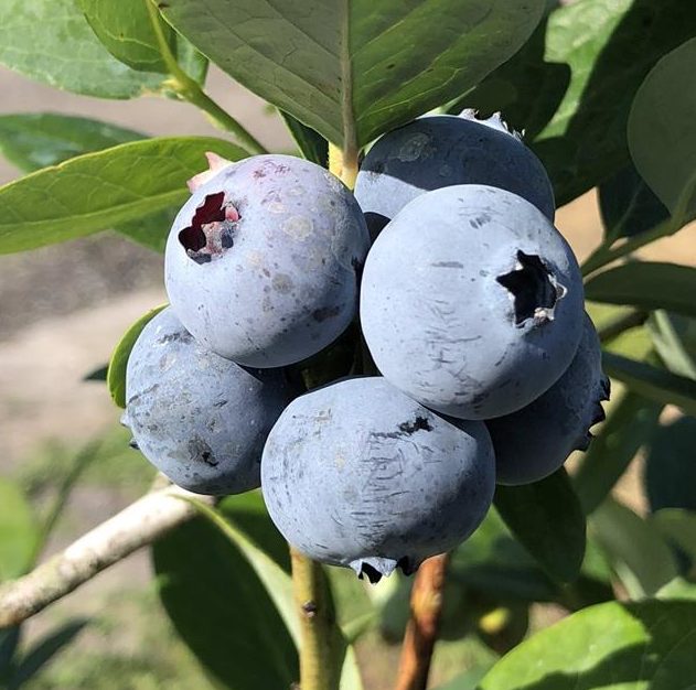 Blueberries: America's Superfood - Ever After Farms