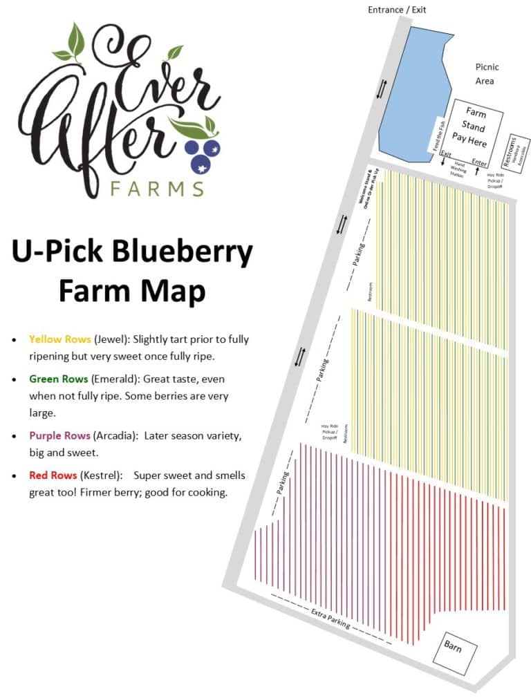 Blueberries - Ever After Farms