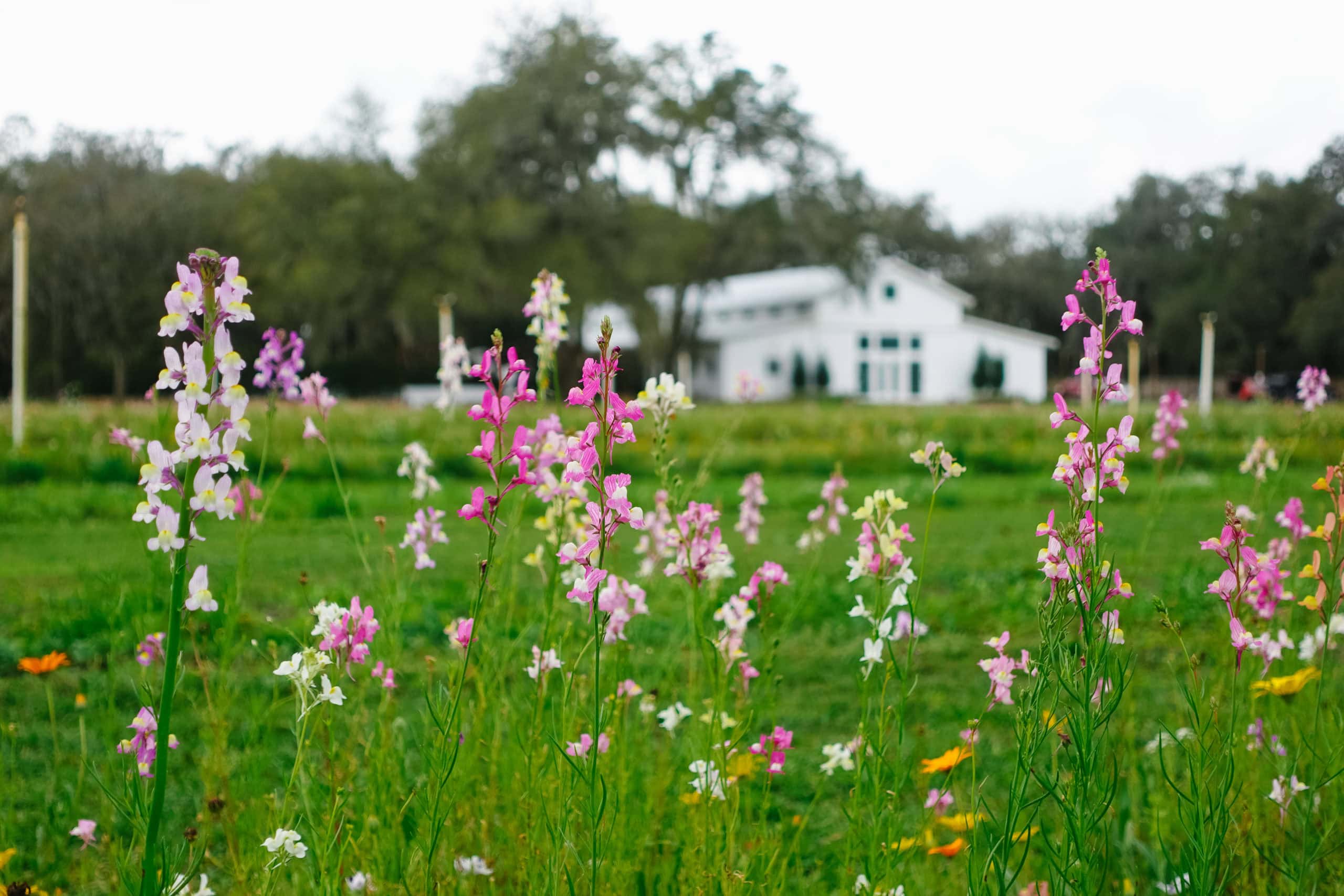 ever-after-farms-flower-farm5 - Ever After Farms