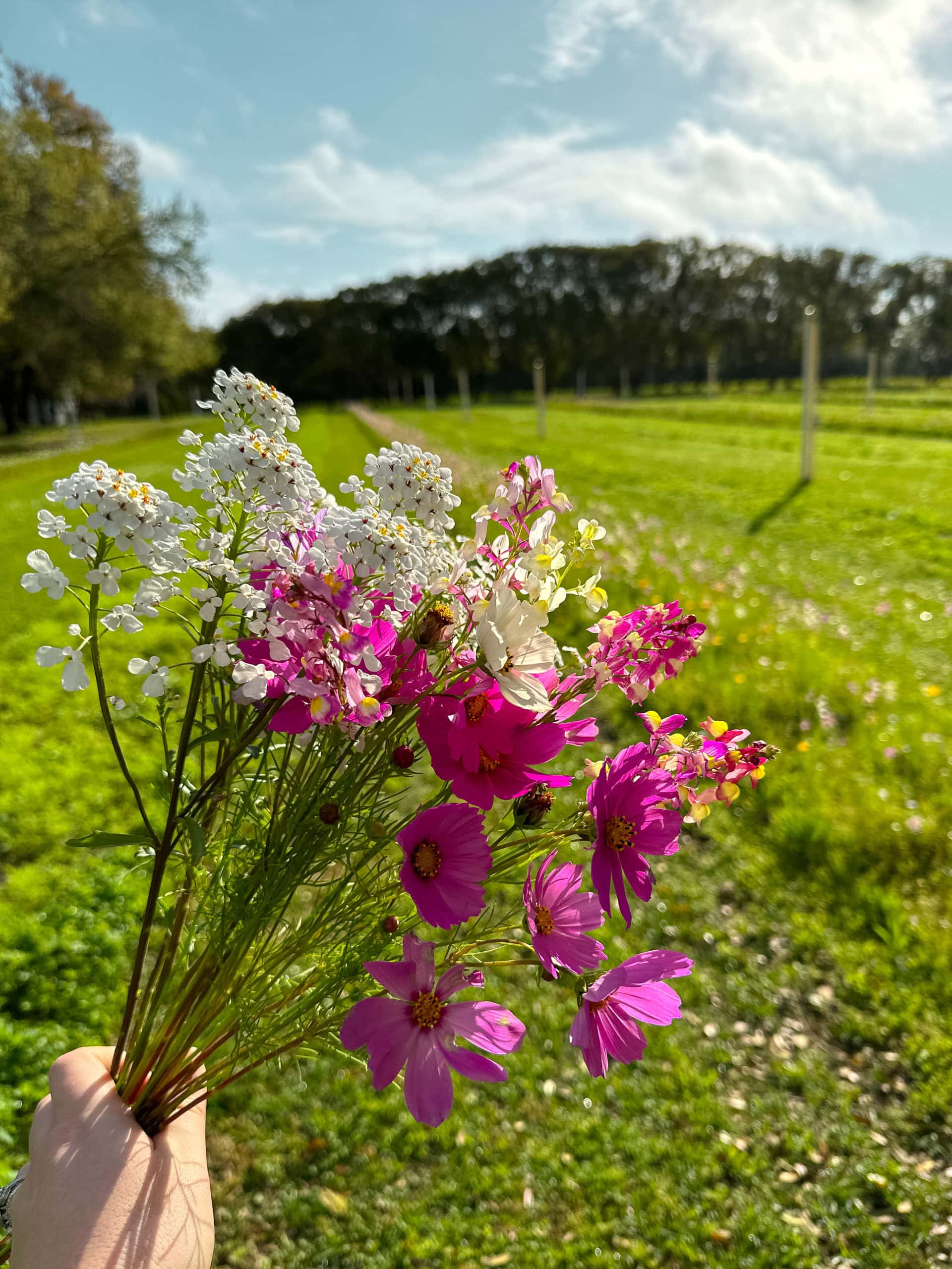 Pick Your Own Flowers in Central Florida - Ever After Farms