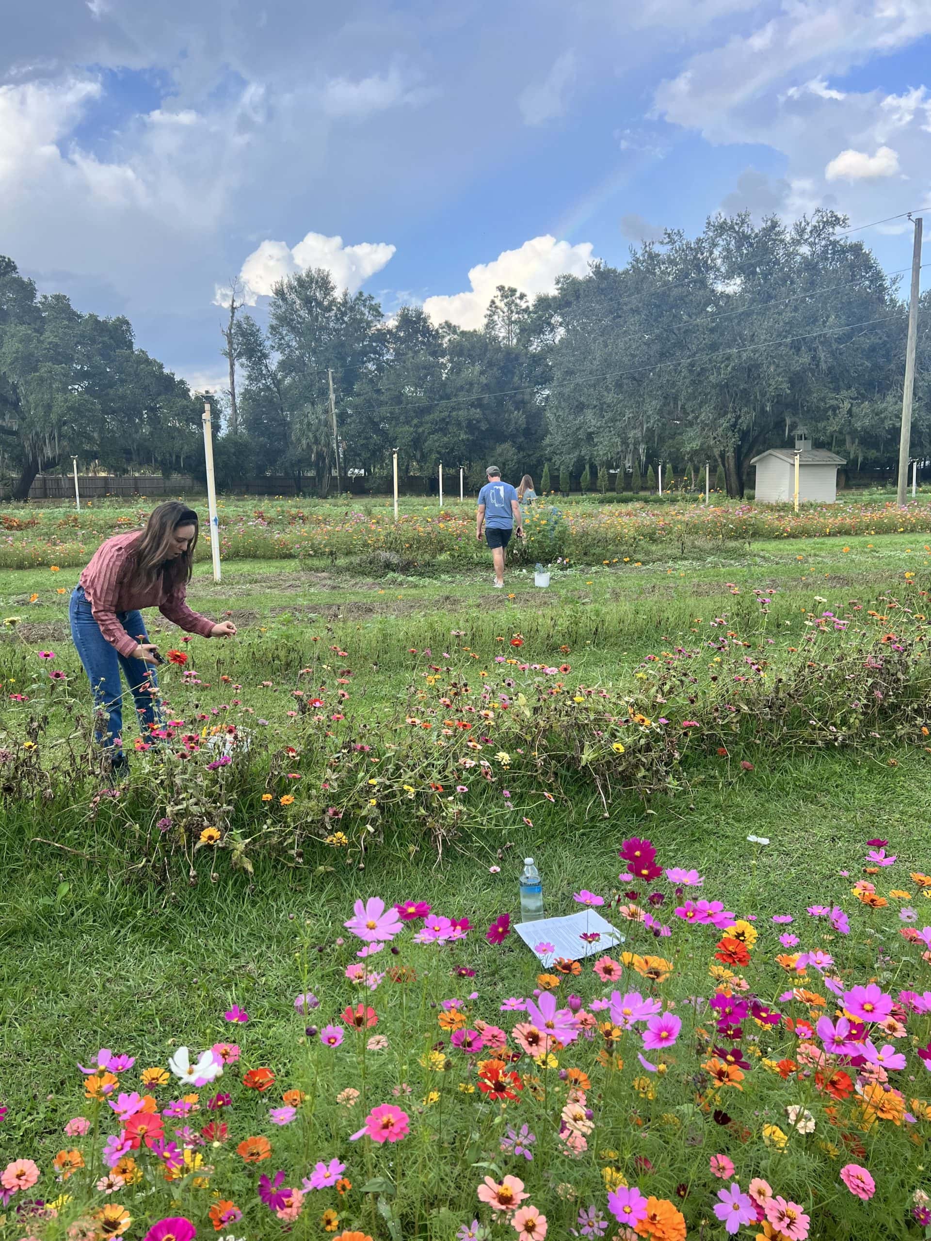Pick Your Own Flowers in Central Florida - Ever After Farms