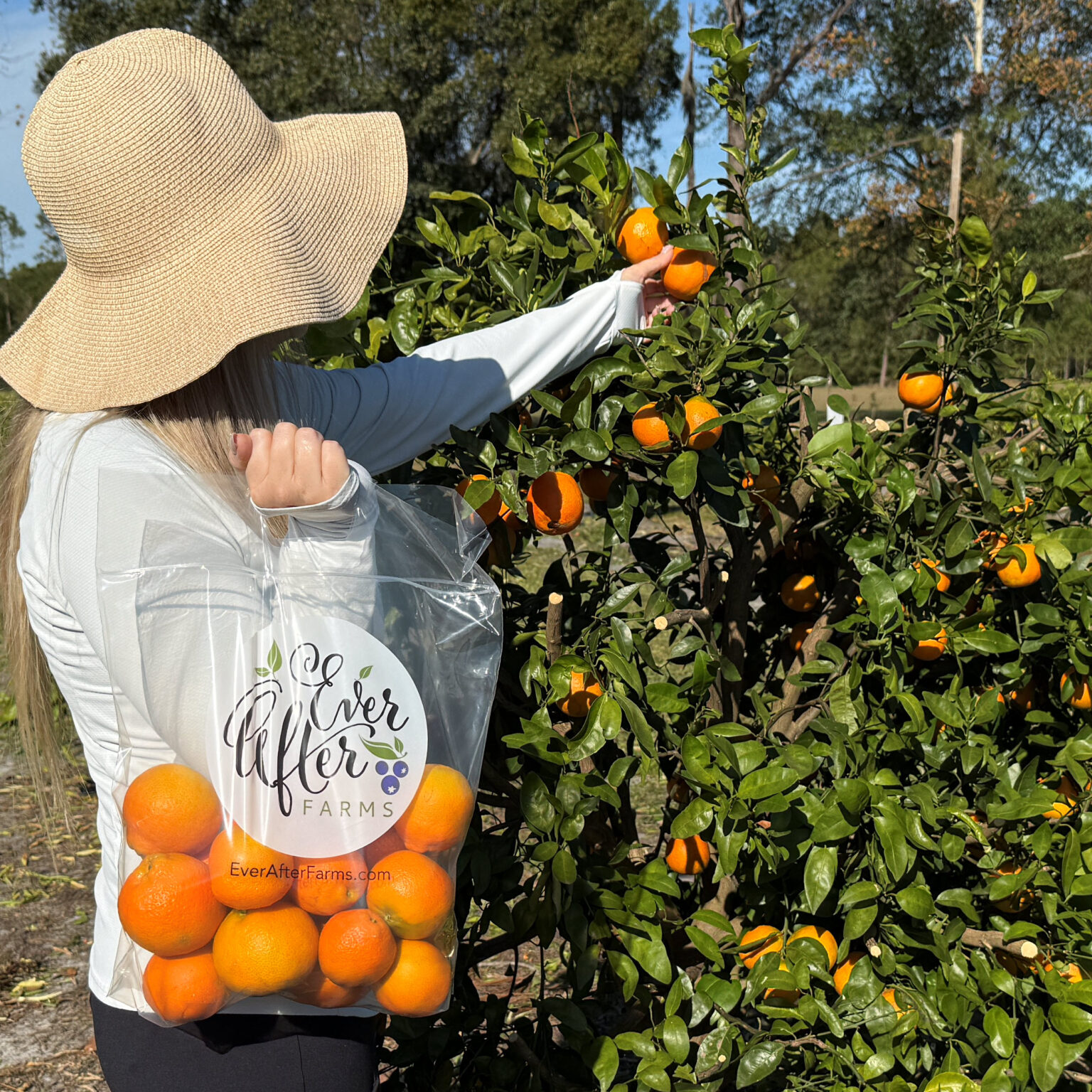 U-Pick Oranges - Ever After Farms