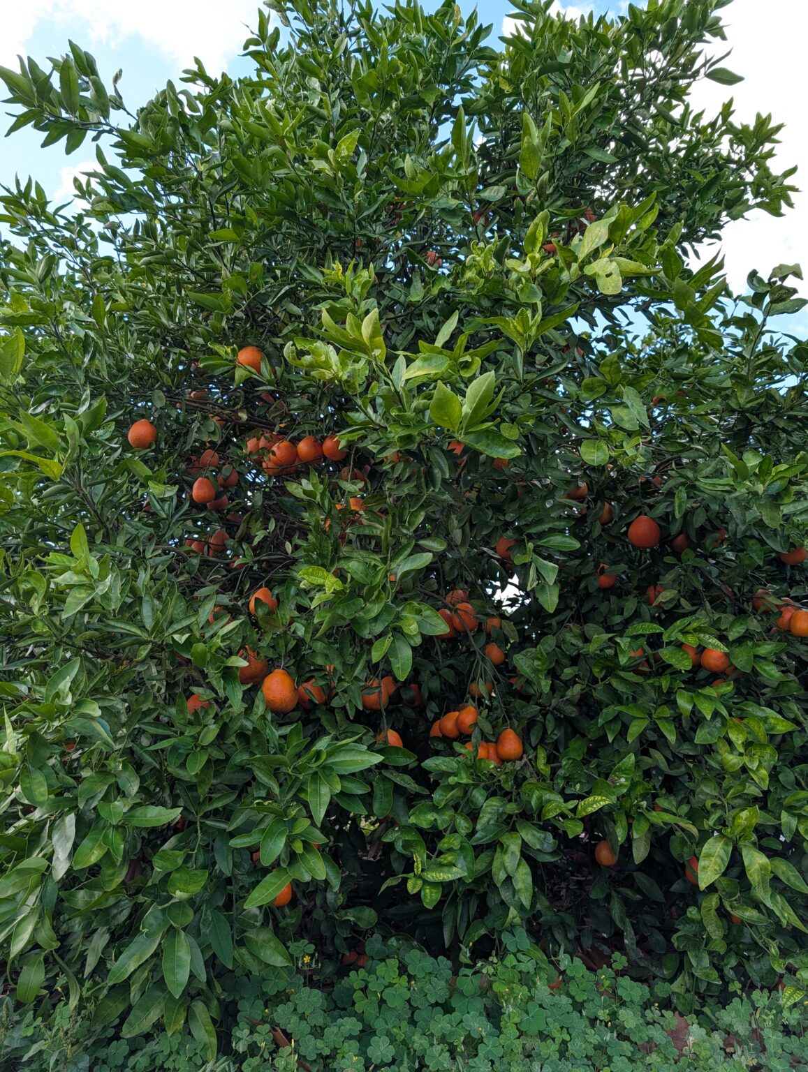 U-Pick Oranges - Ever After Farms